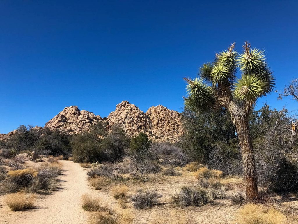Joshua Tree National Park Guided Hiking Tour | 10Adventures