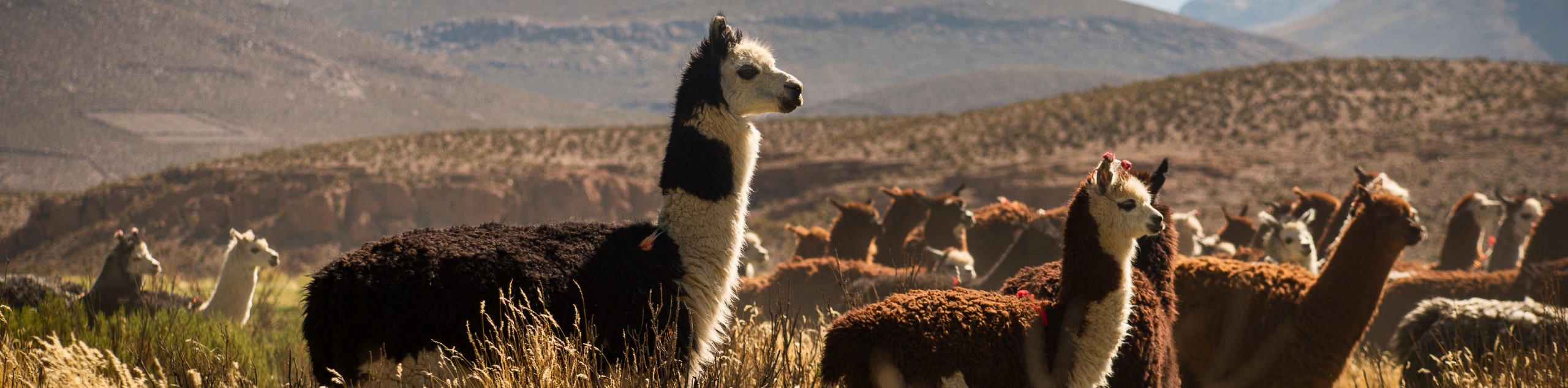 Aymara Cultural Experience Tour – Chile | 10Adventures