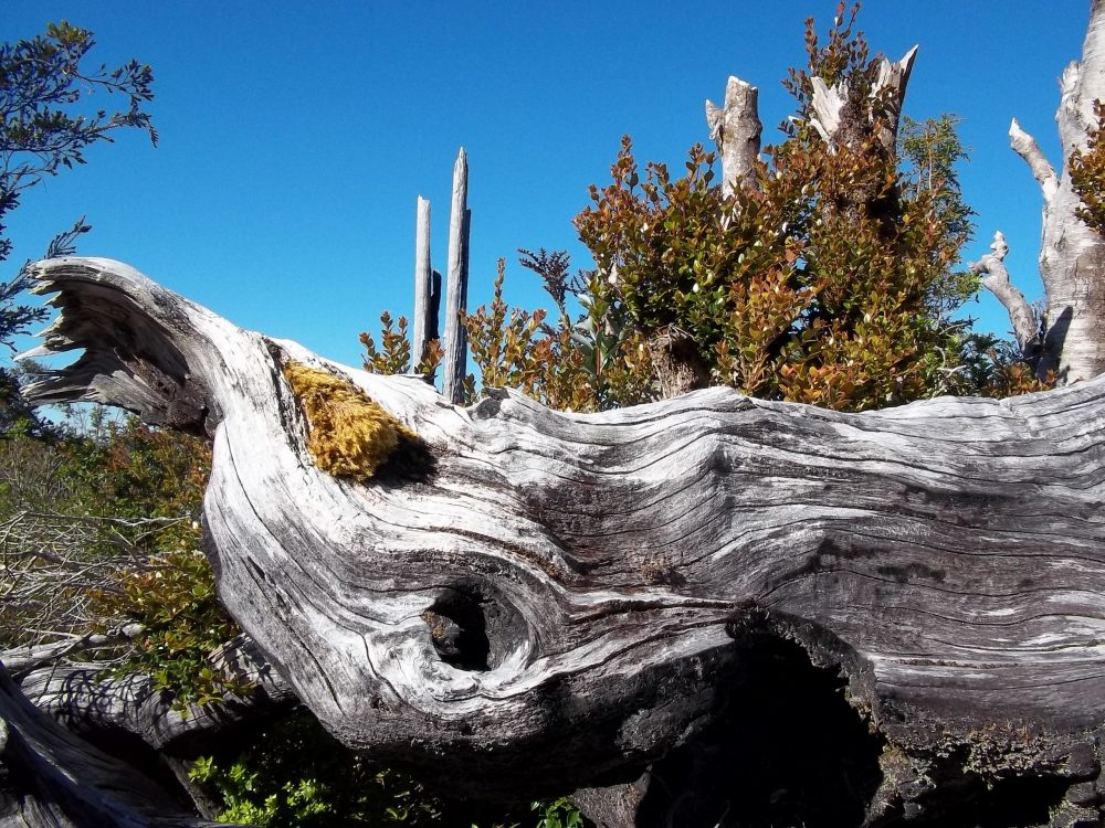 Chile Lake District Hiking Tour in the Chilean Andes